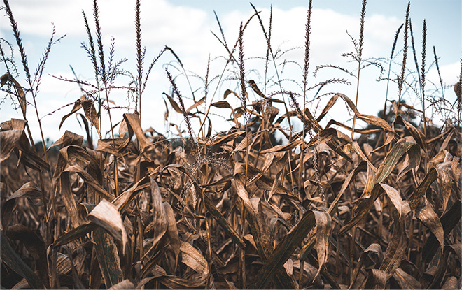 What's the difference between a hunger crisis and famine, and what ...